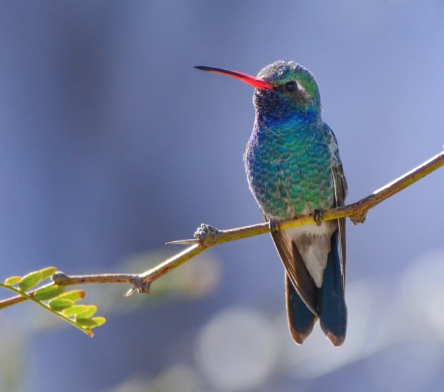 Hummer Time - 10,000 Birds