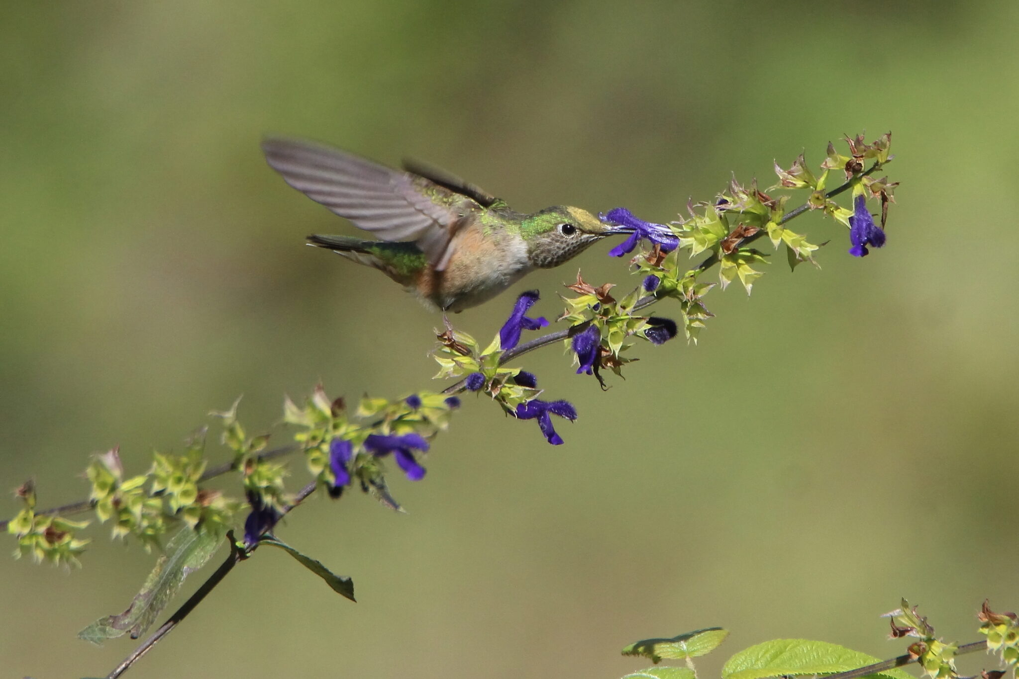 New Year’s Birding in Central Mexico - 10,000 Birds