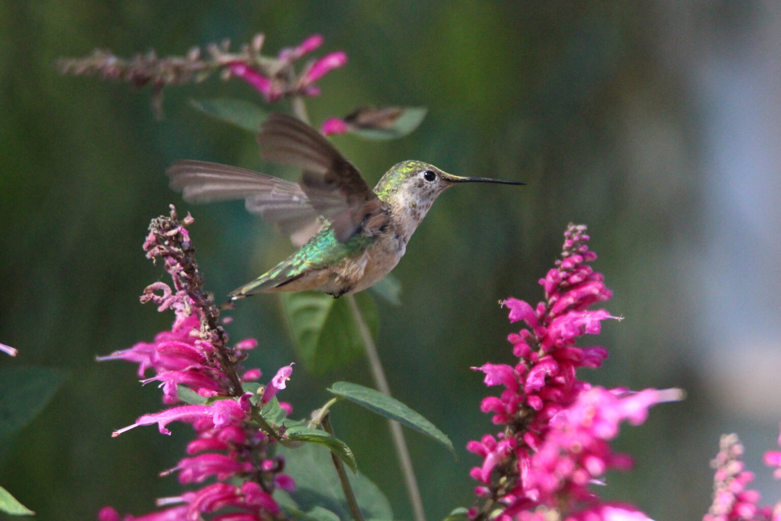 Please Don’t Ask for an Aztec - 10,000 Birds