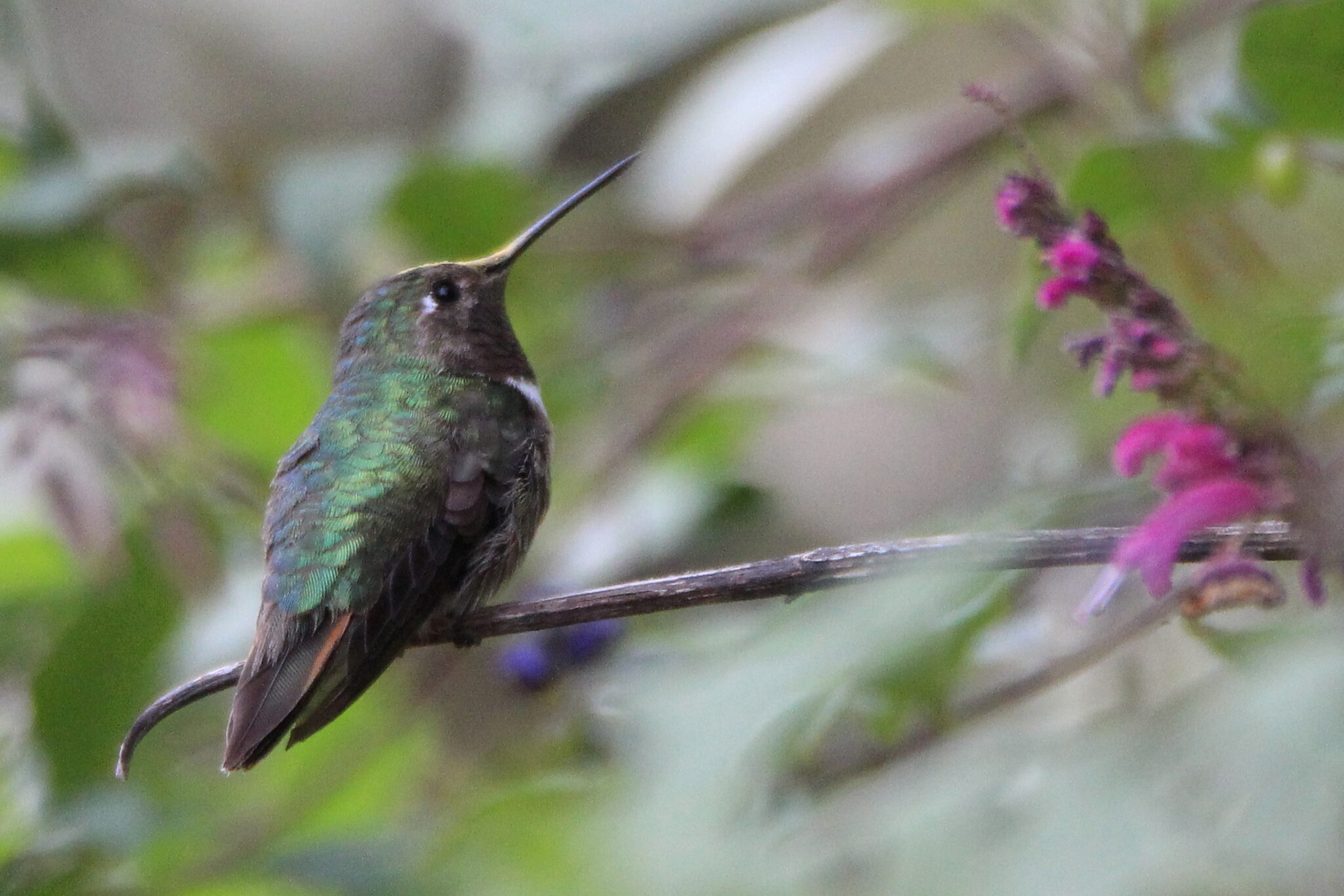 Please Don’t Ask for an Aztec - 10,000 Birds