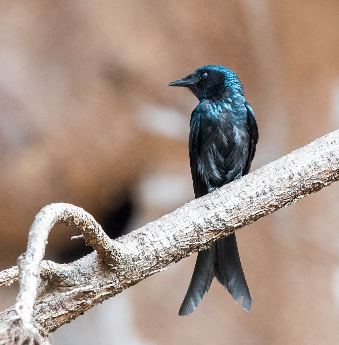 Birding Nabang, Yunnan (2) - 10,000 Birds