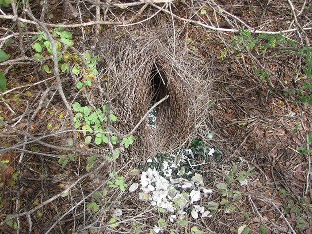 Great Bowerbirds bowers - 10,000 Birds