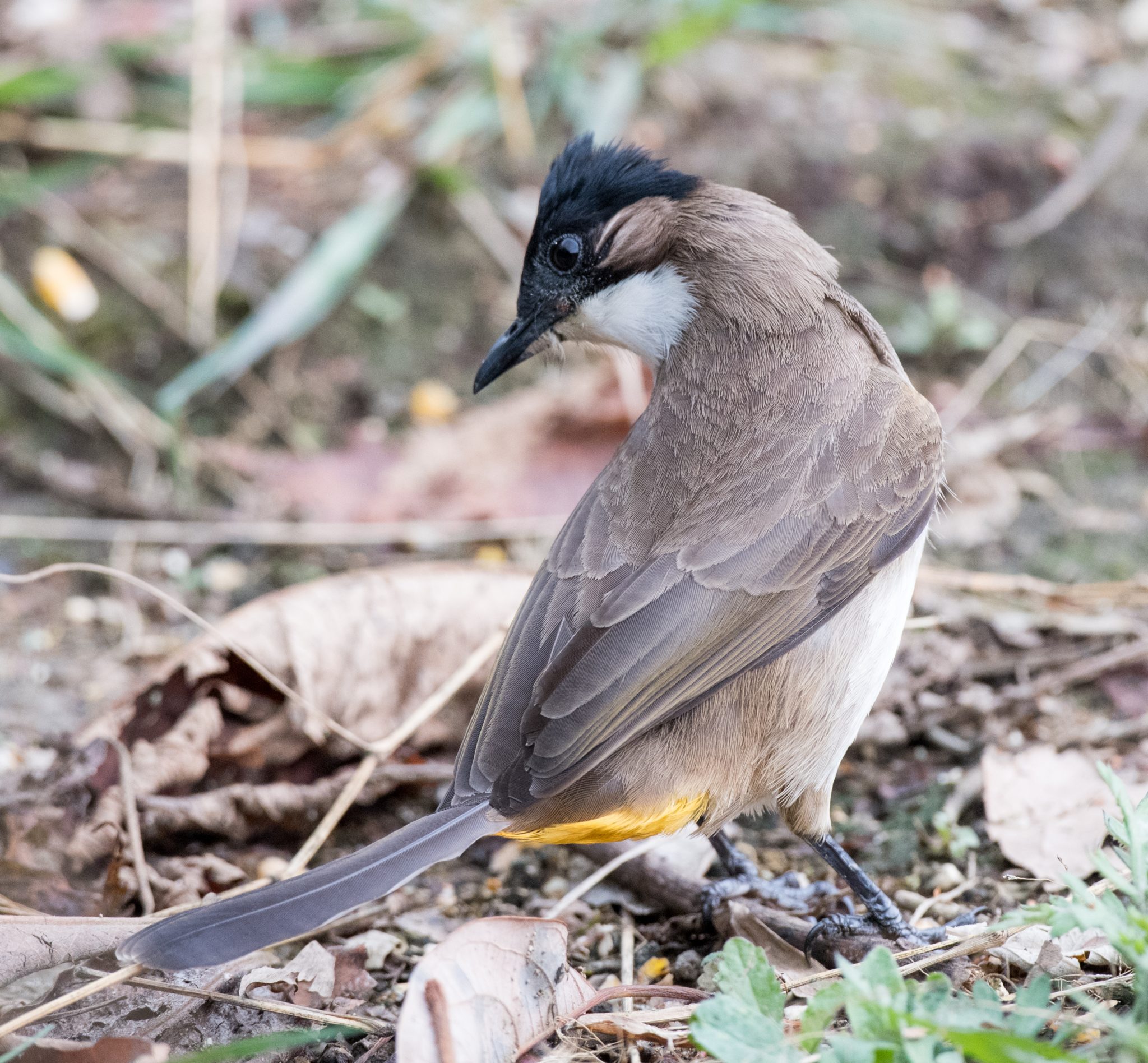 Pycnonotidae: A Critical Review - 10,000 Birds