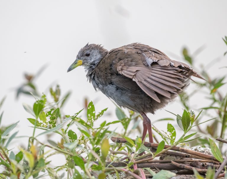 Summer birding in Shanghai - 10,000 Birds