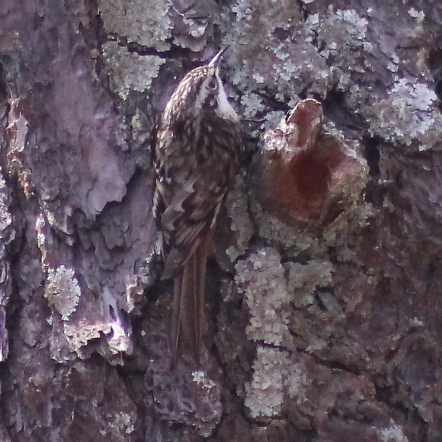 Between Two Worlds - 10,000 Birds