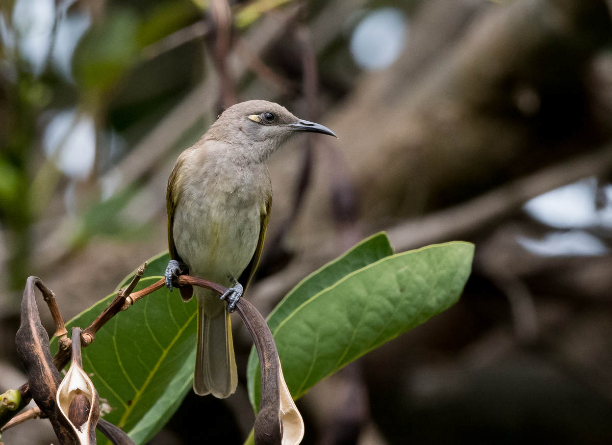15 Australian Birds (Episode 3) - 10,000 Birds
