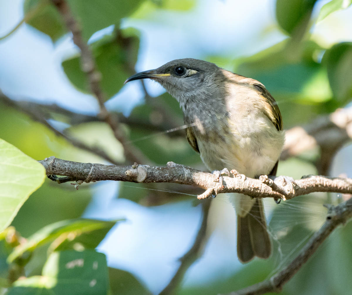 15 Australian Birds (Episode 3) - 10,000 Birds