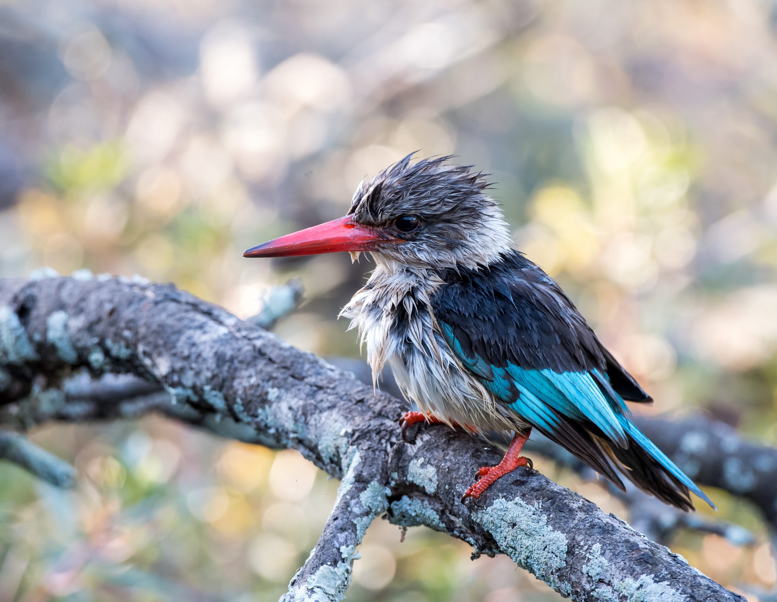 Wet Birds - 10,000 Birds