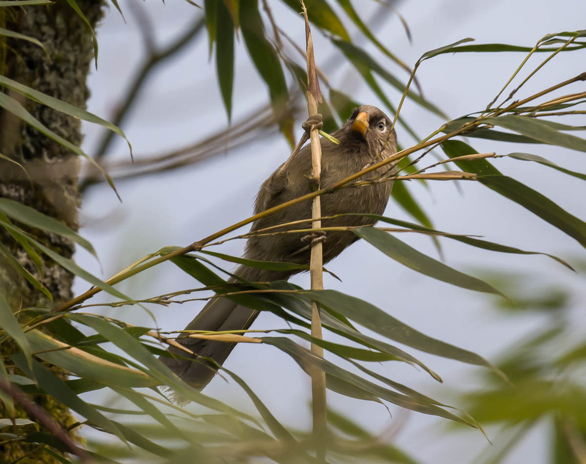 Birding Wawushan, Sichuan - 10,000 Birds