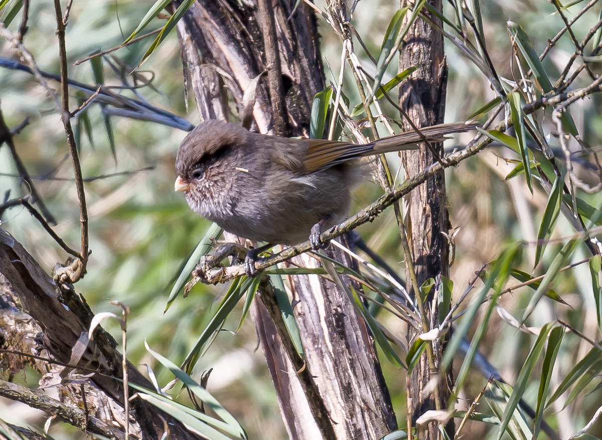Birding Wawushan, Sichuan - 10,000 Birds