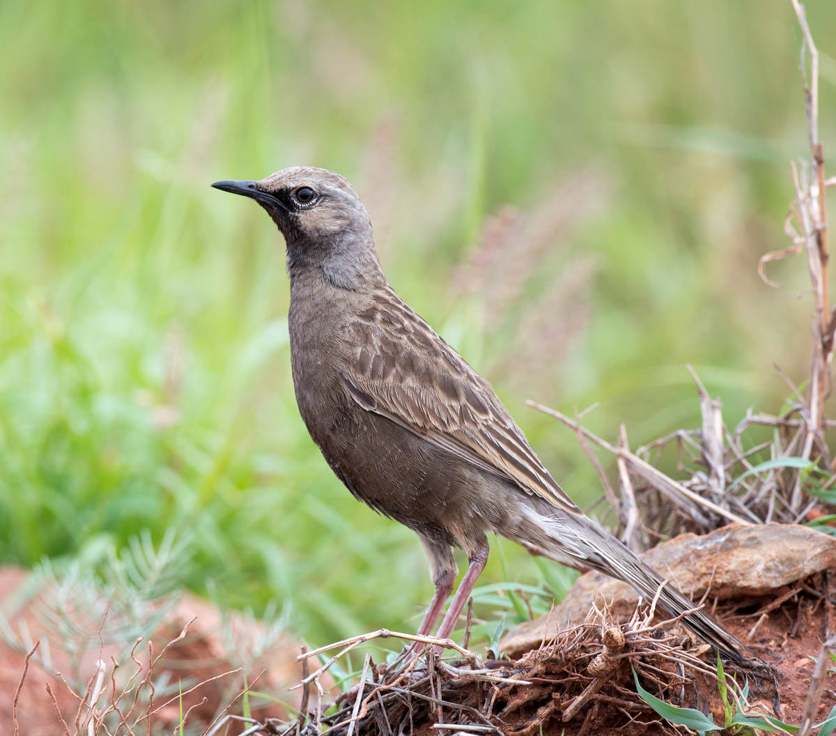 15 Australian Birds (Episode 3) - 10,000 Birds