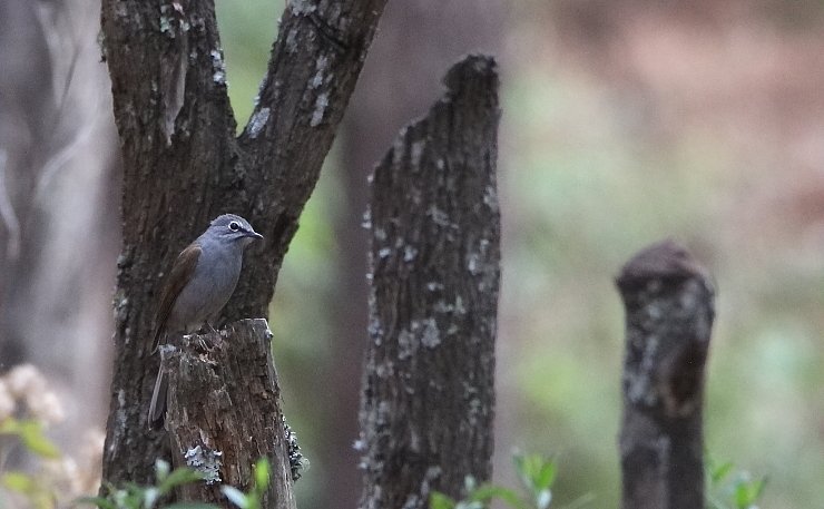 Paradise Regained - 10,000 Birds