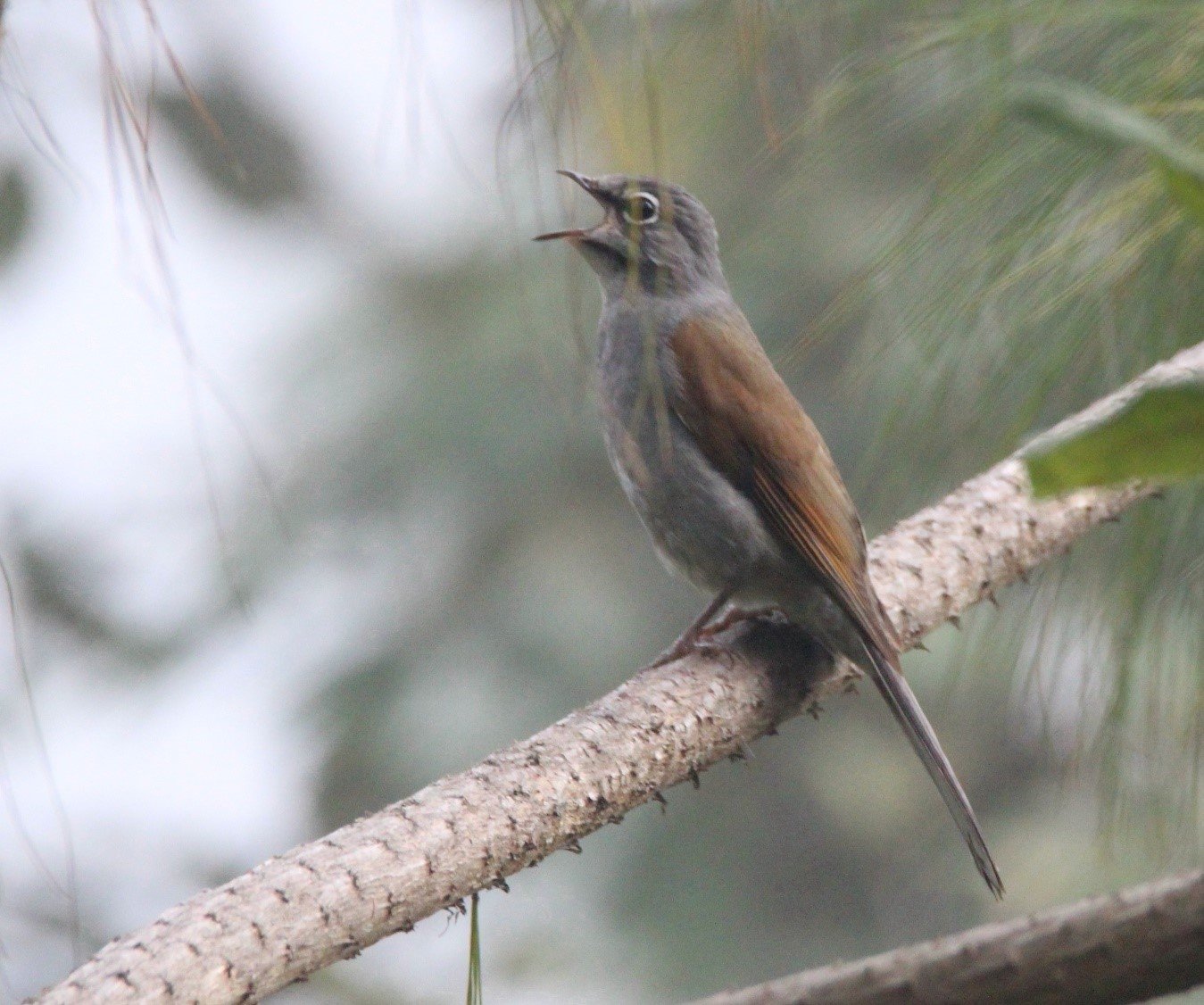 The Pleasure and Pain of Pino Real - 10,000 Birds