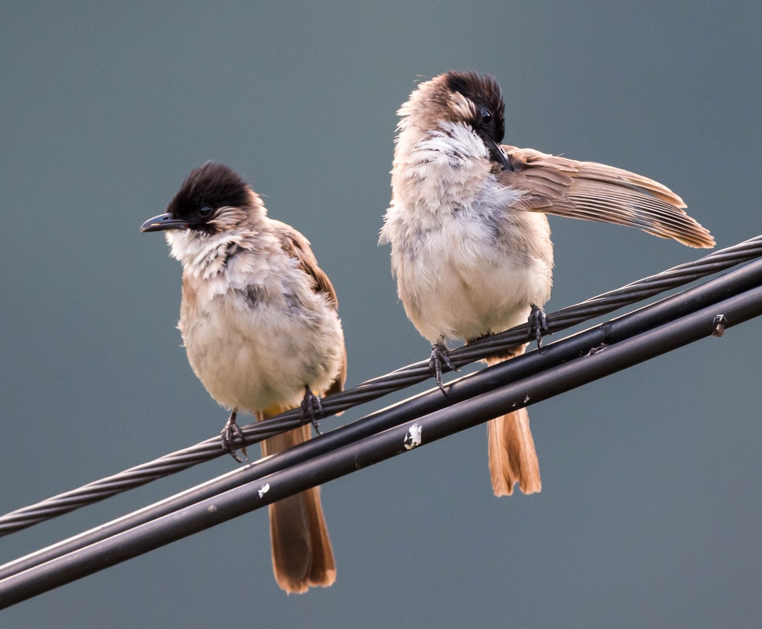 Pycnonotidae: A Critical Review - 10,000 Birds