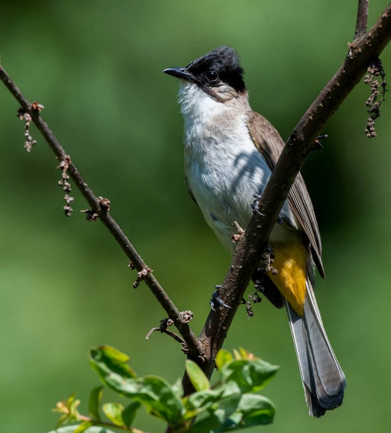 Some common birds of Shennongjia, China - 10,000 Birds
