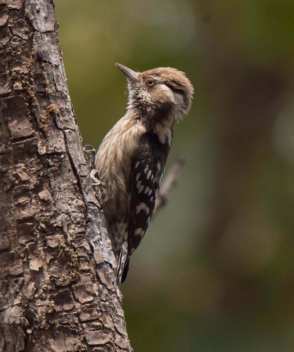 Not enough Woodpeckers - 10,000 Birds