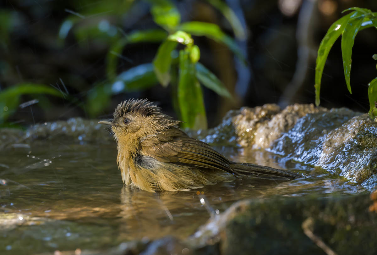 Birding Hongbenghe, Yunnan (Part 3) - 10,000 Birds