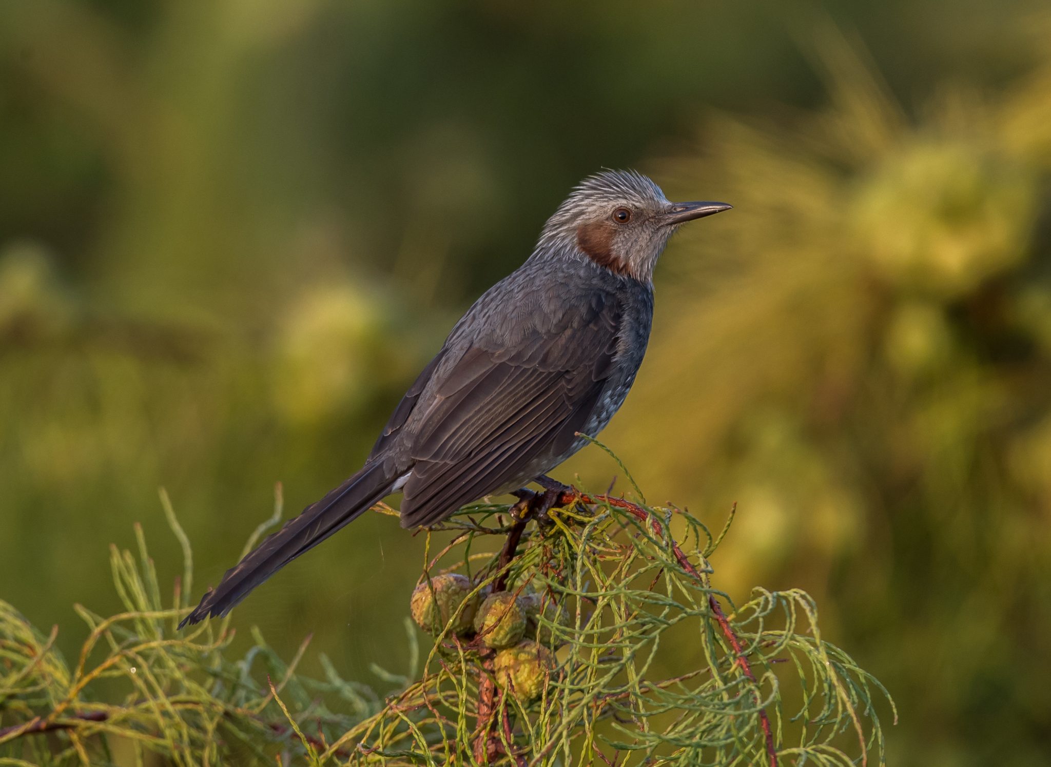 Pycnonotidae: A Critical Review - 10,000 Birds