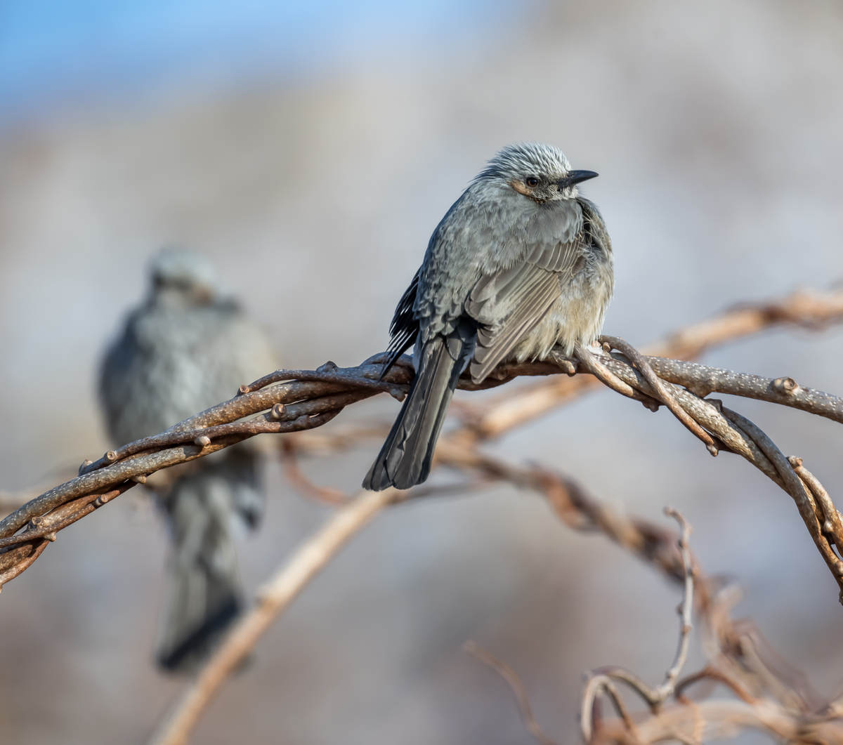 Some Winter Passerines on Hokkaido - 10,000 Birds