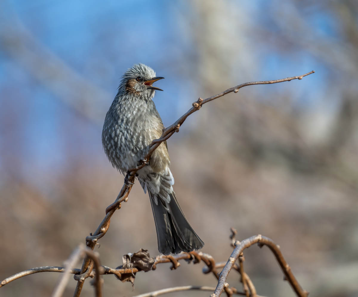 Some Winter Passerines on Hokkaido - 10,000 Birds
