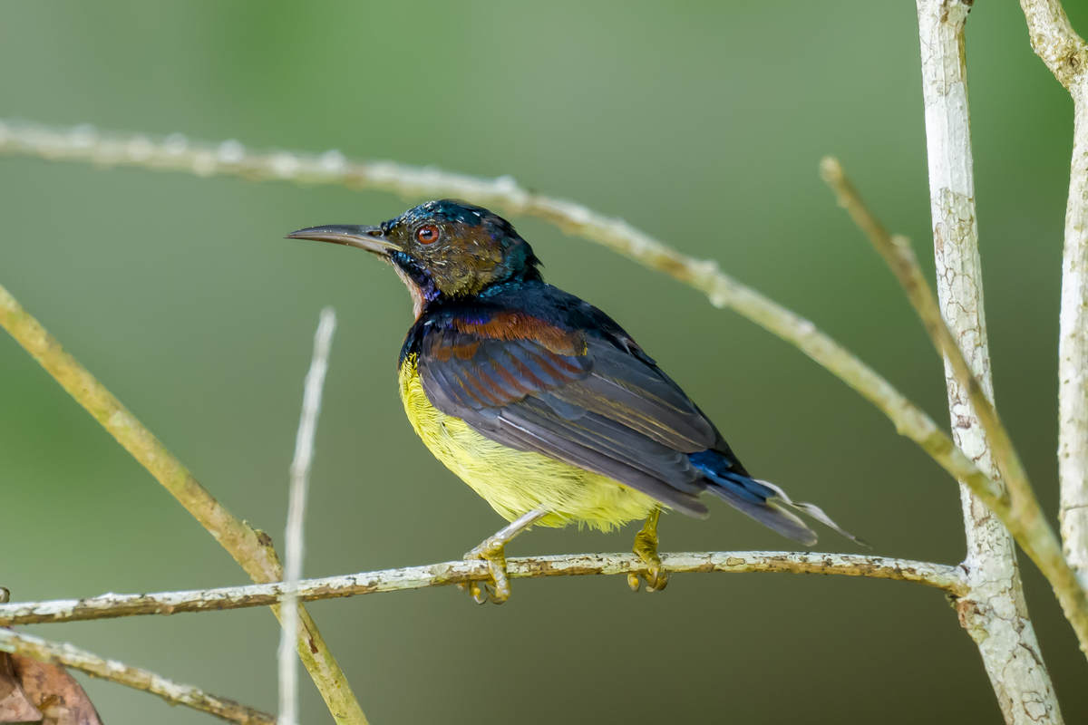 Sunbirds of Sepilok - 10,000 Birds