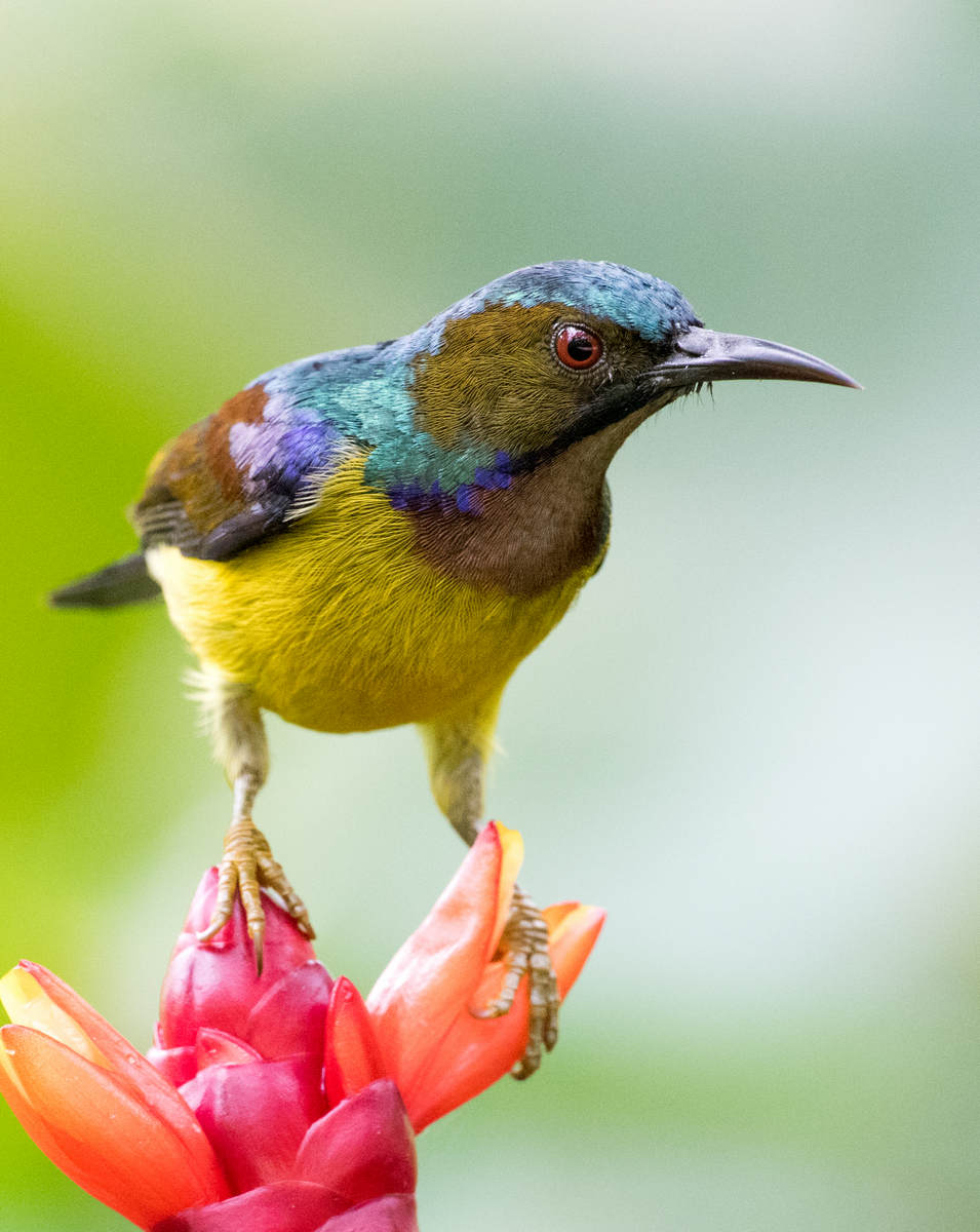 Birding Singapore - 10,000 Birds
