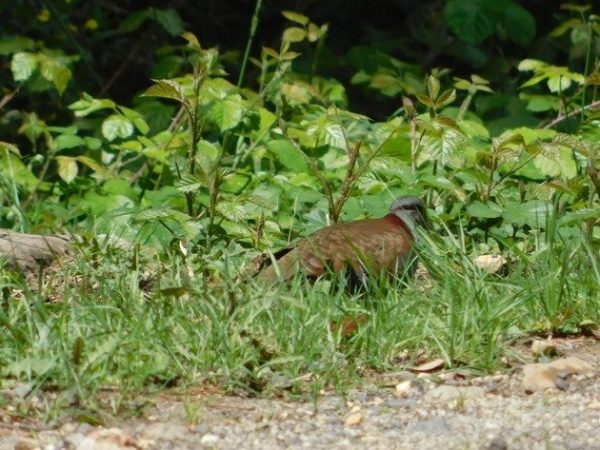 Brush Bronzewing - 10,000 Birds