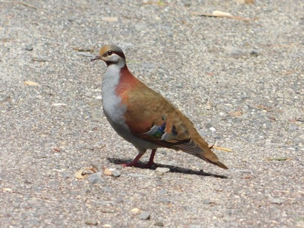 Brush Bronzewing - 10,000 Birds
