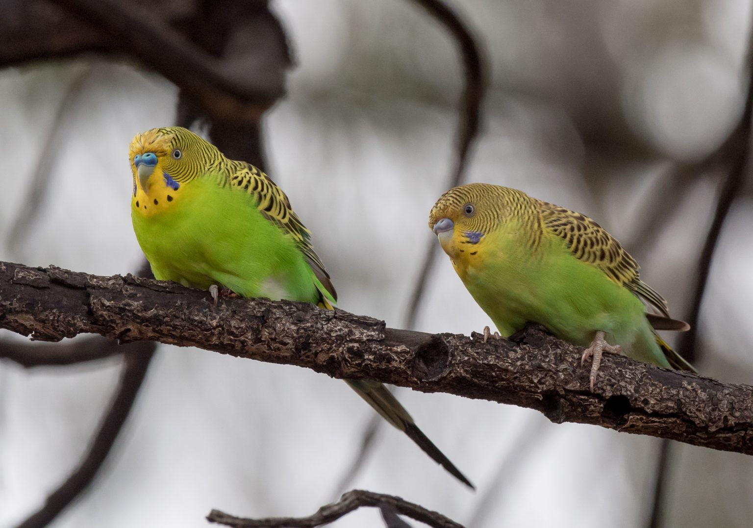 Two Birds - 10,000 Birds