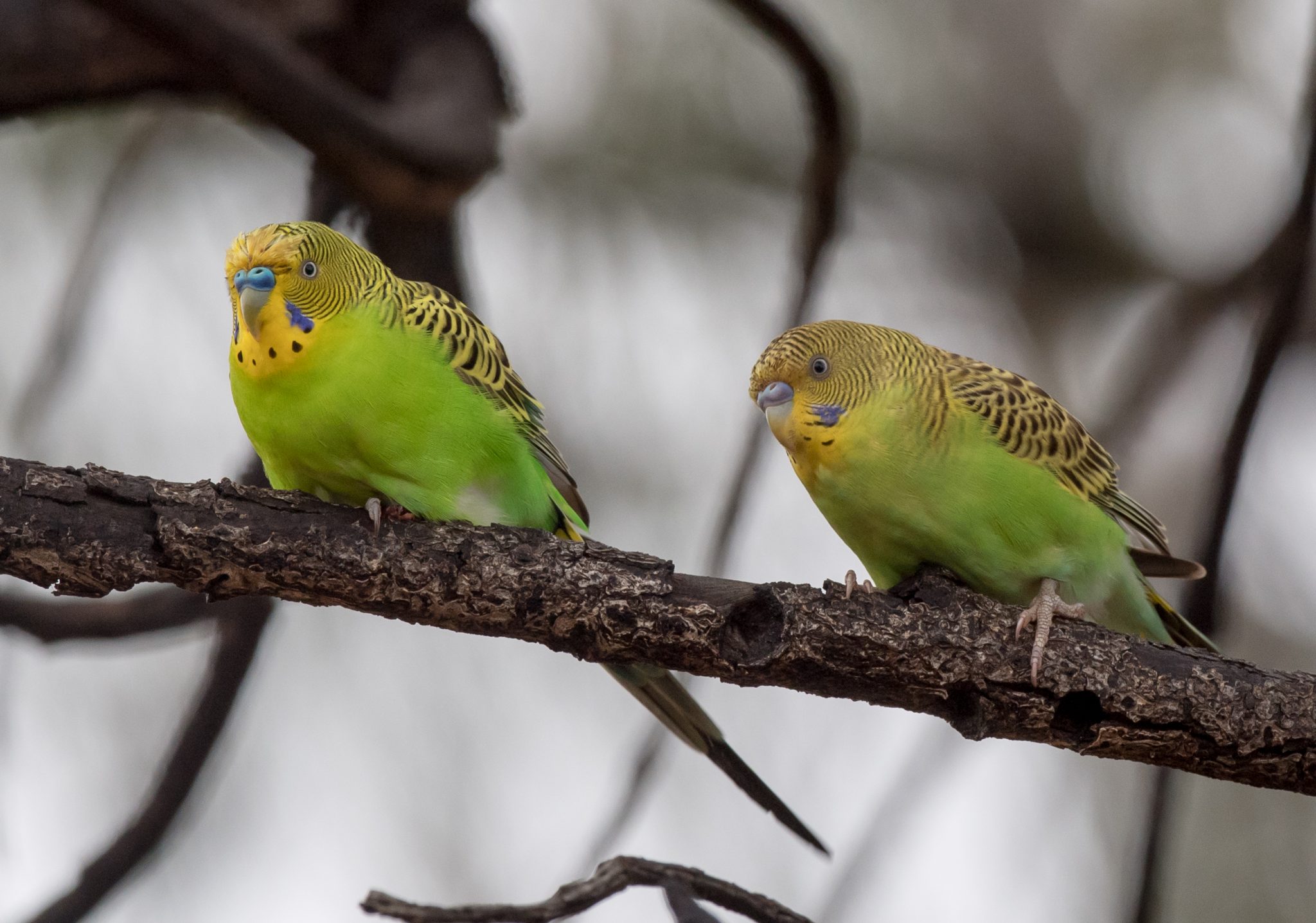 Two Birds - 10,000 Birds