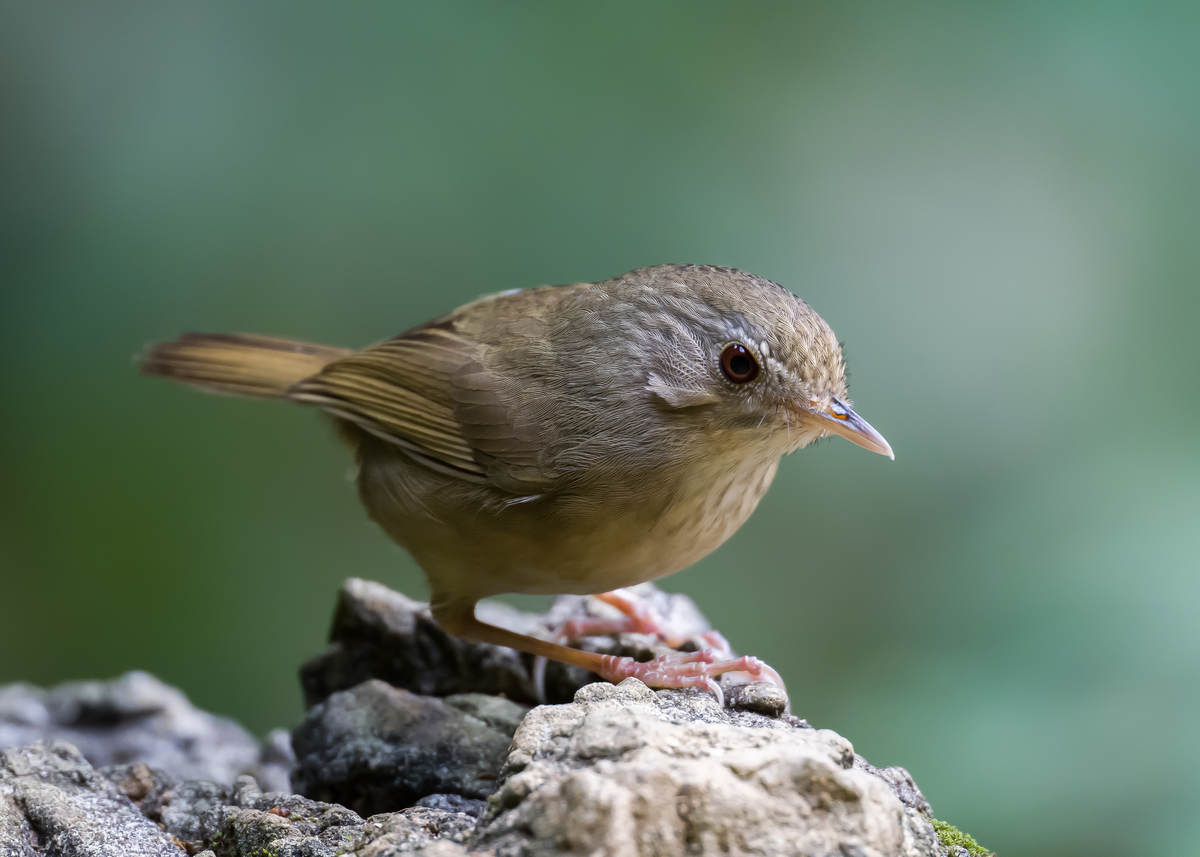 Birding Nonggang, Guangxi, China - part 2 - 10,000 Birds