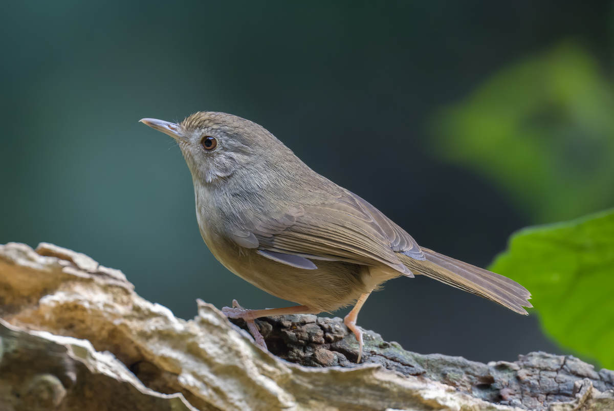 Birding Nonggang, Guangxi, China - part 2 - 10,000 Birds