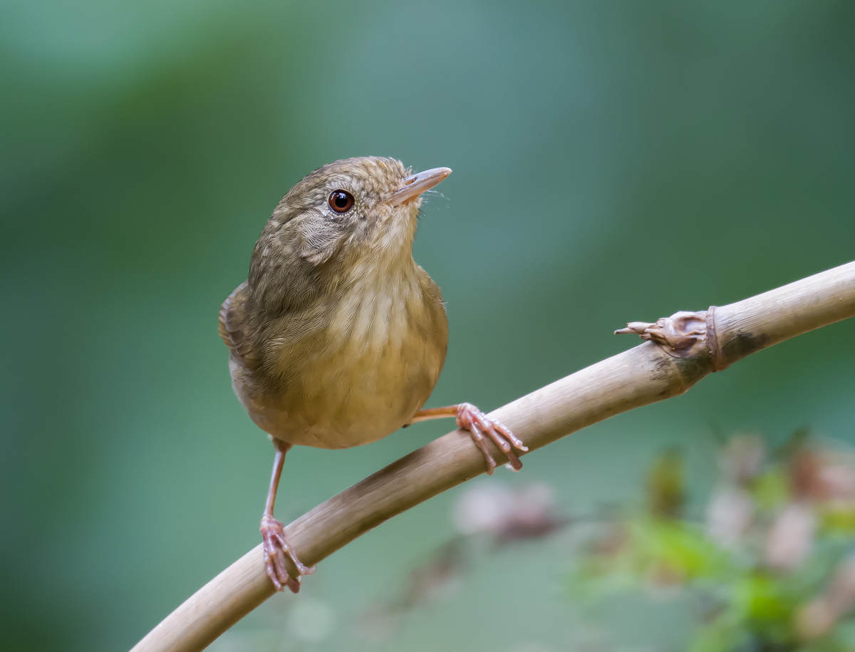 Birding Nonggang, Guangxi, China - part 2 - 10,000 Birds