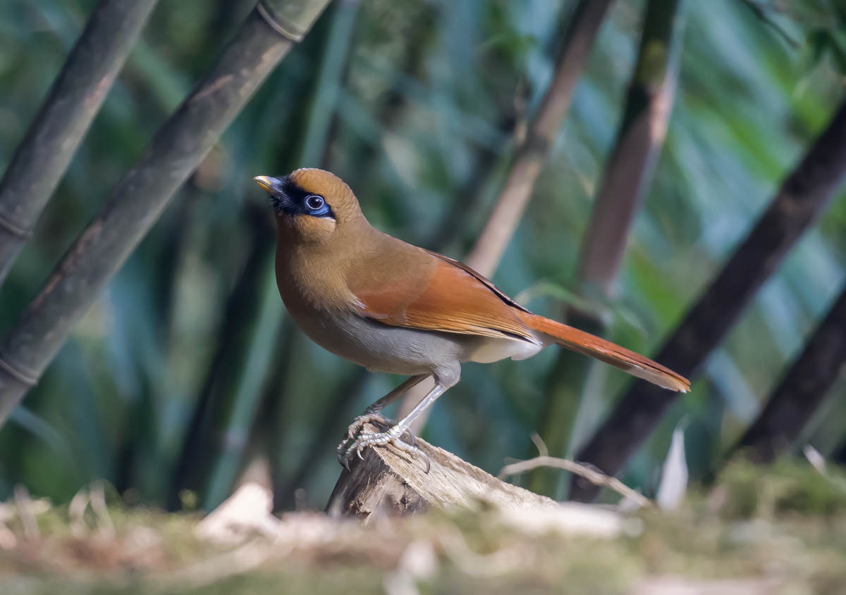 Birding Yibin, Sichuan - 10,000 Birds