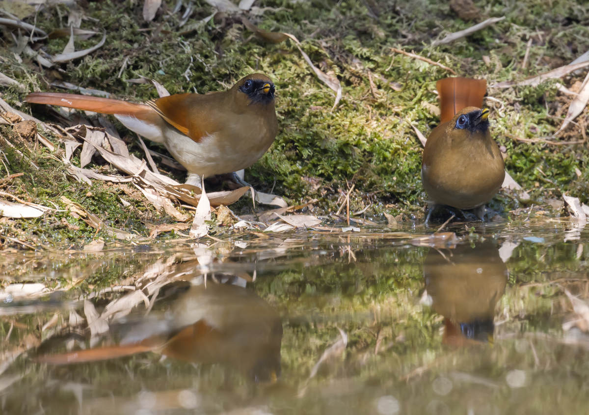 Birding Yibin, Sichuan - 10,000 Birds