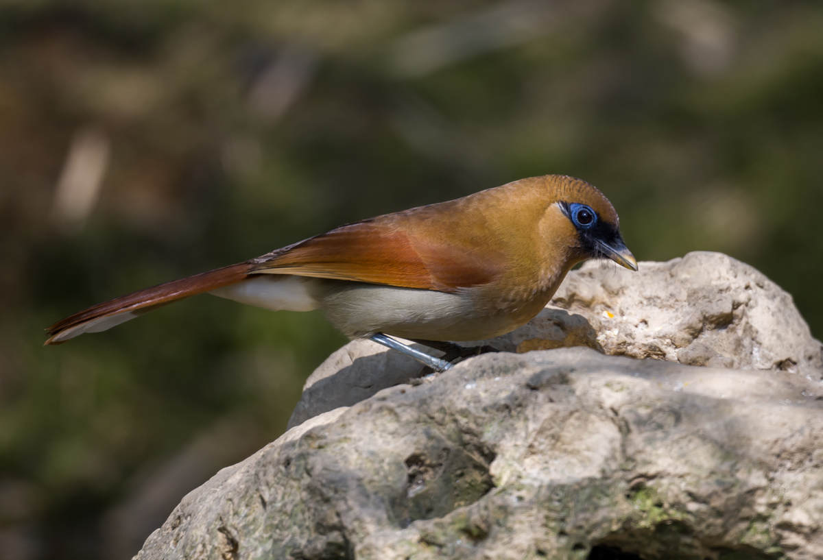 Birding Yibin, Sichuan - 10,000 Birds