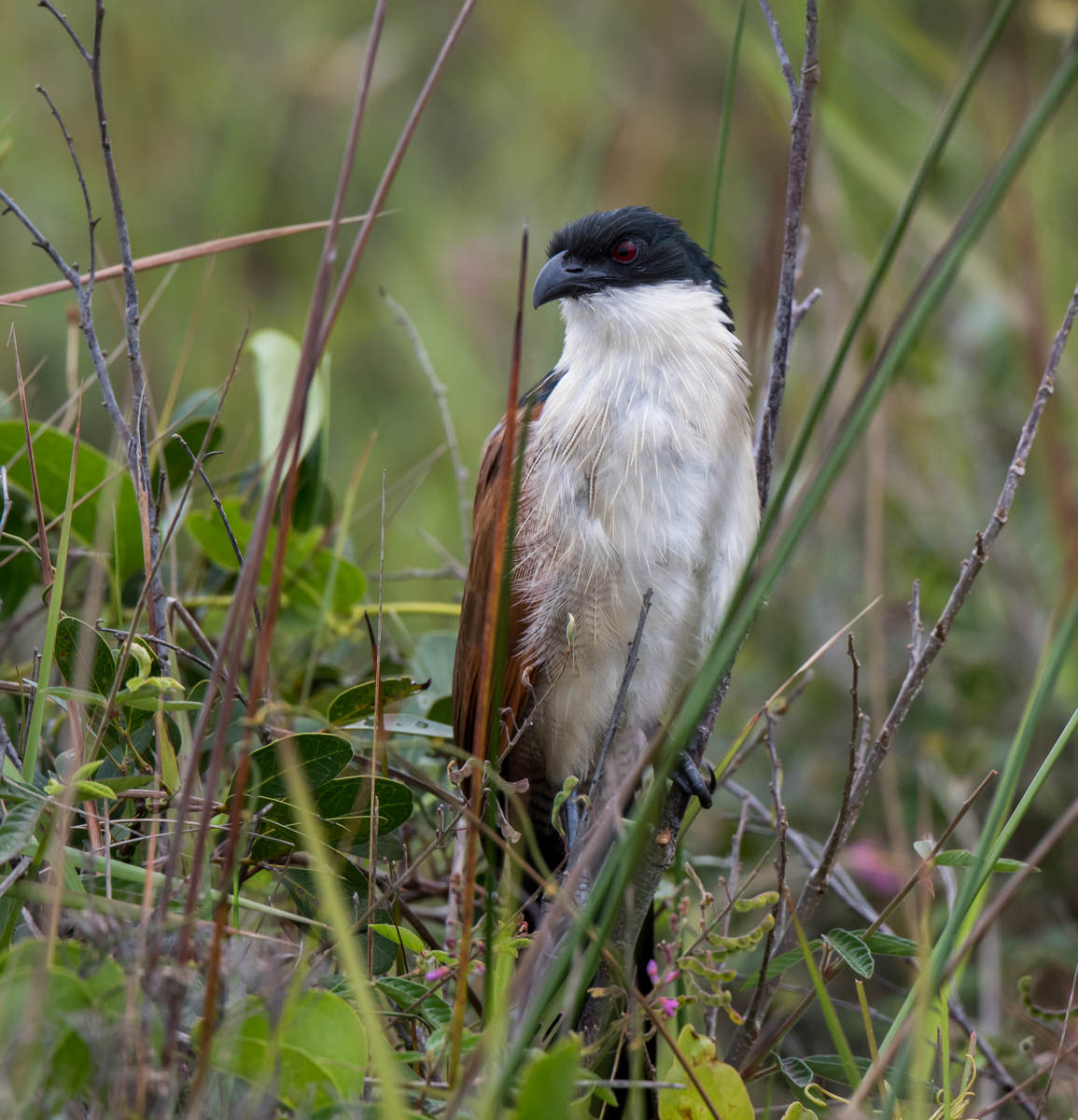 Birding St Lucia, South Africa - 10,000 Birds