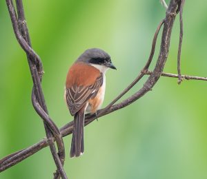 Birding Nabang, Yunnan (2) - 10,000 Birds