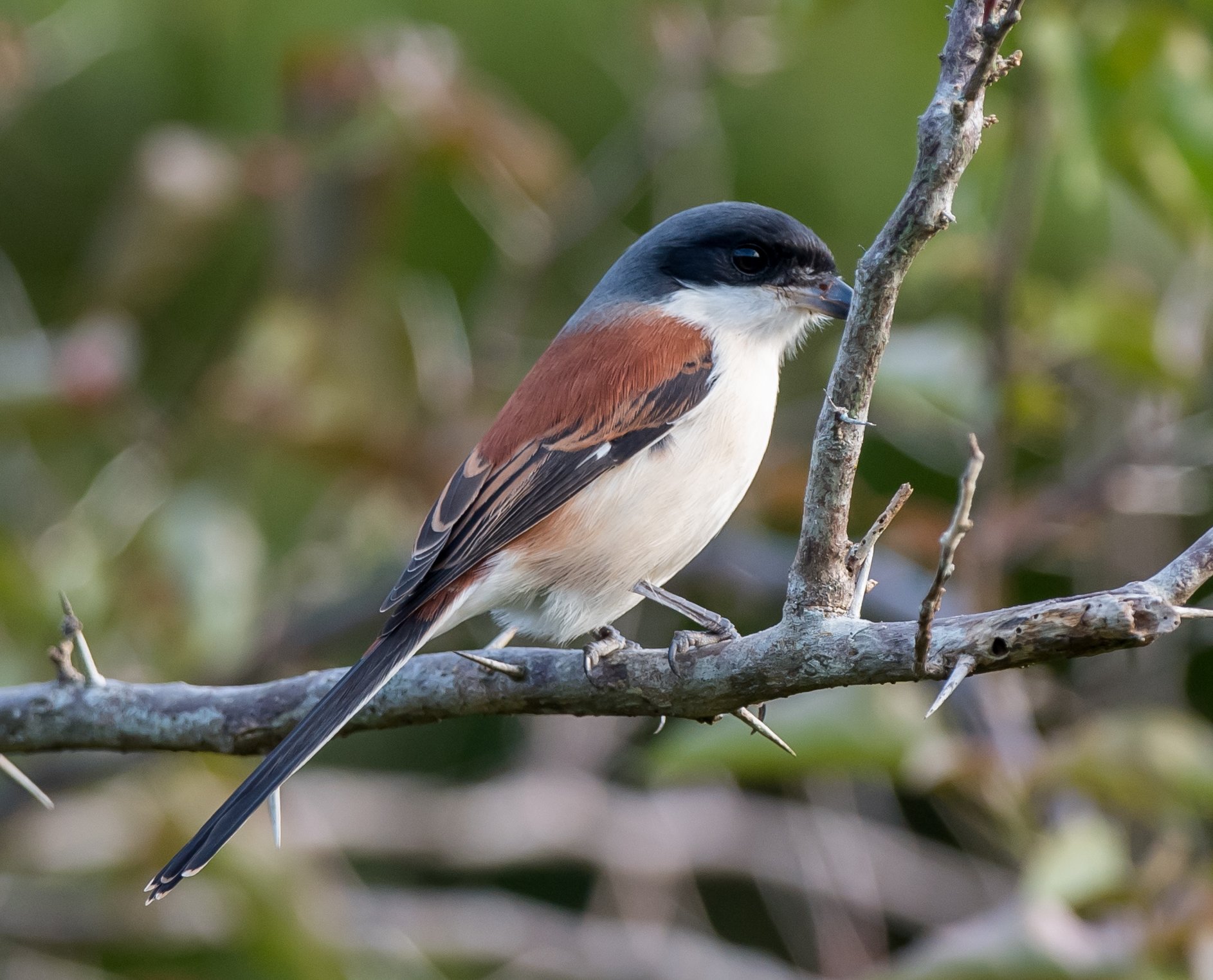 Birding Xishuangbanna, Yunnan, China - 10,000 Birds
