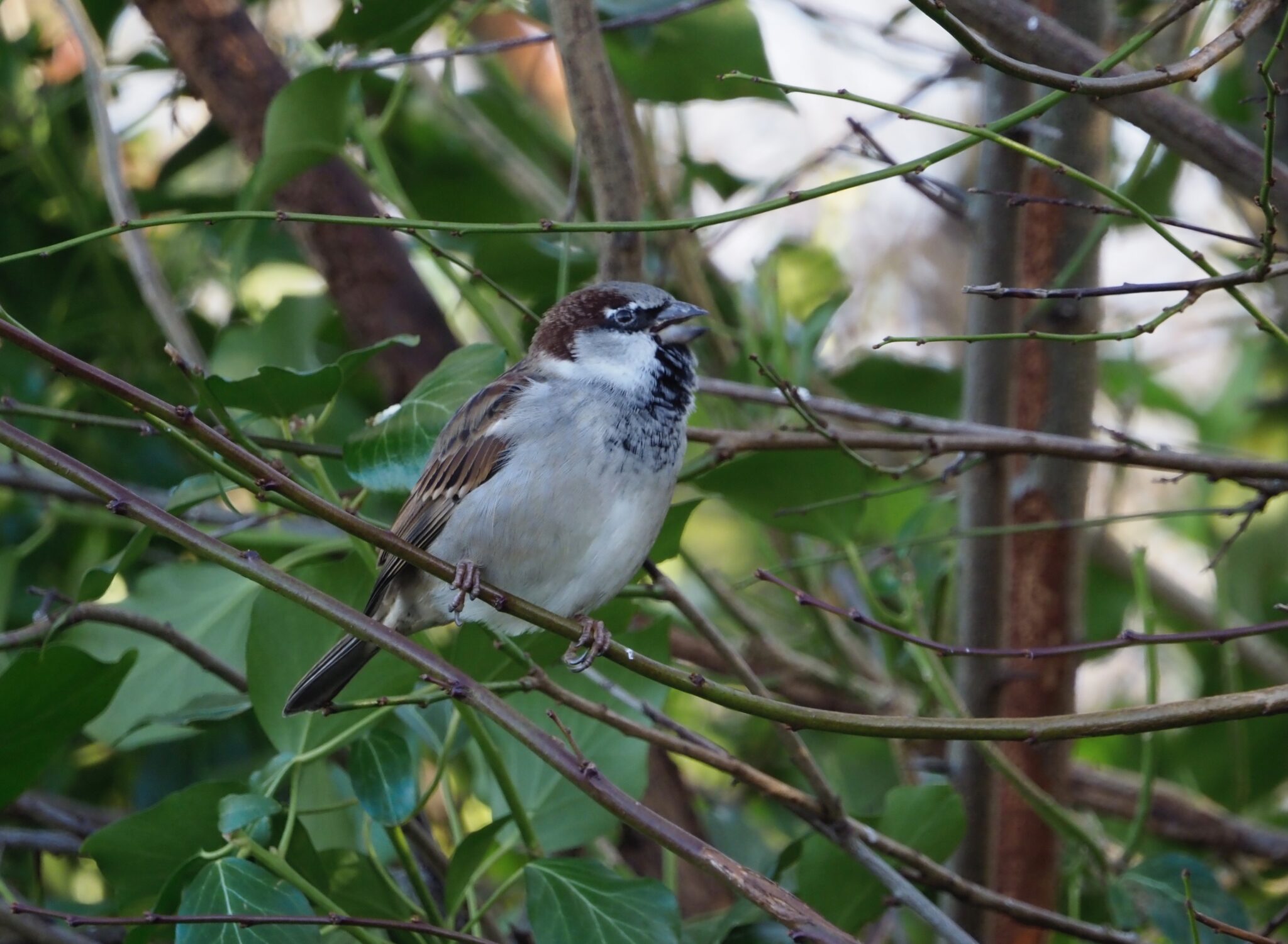 Birding Tradition: the New Year’s Day List - 10,000 Birds