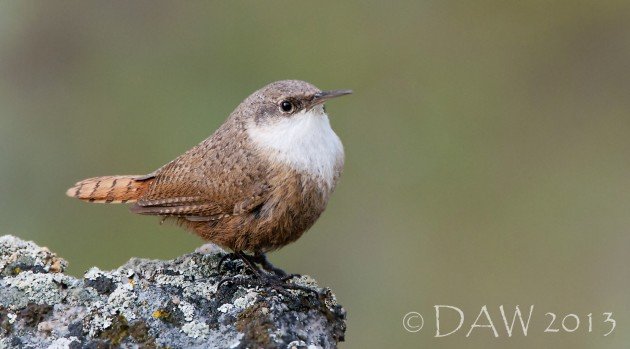 I and the Bird: What is a Wren? - 10,000 Birds