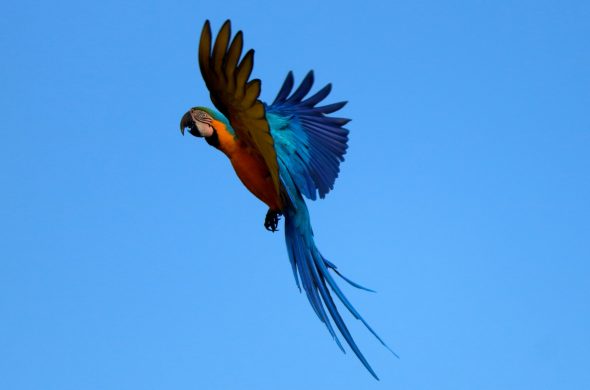 “Birds - Poetry in the Sky” - 10,000 Birds “Birds - Poetry in the Sky” - 10,000 Birds