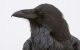 Ravens Are Way Cool! - 10,000 Birds