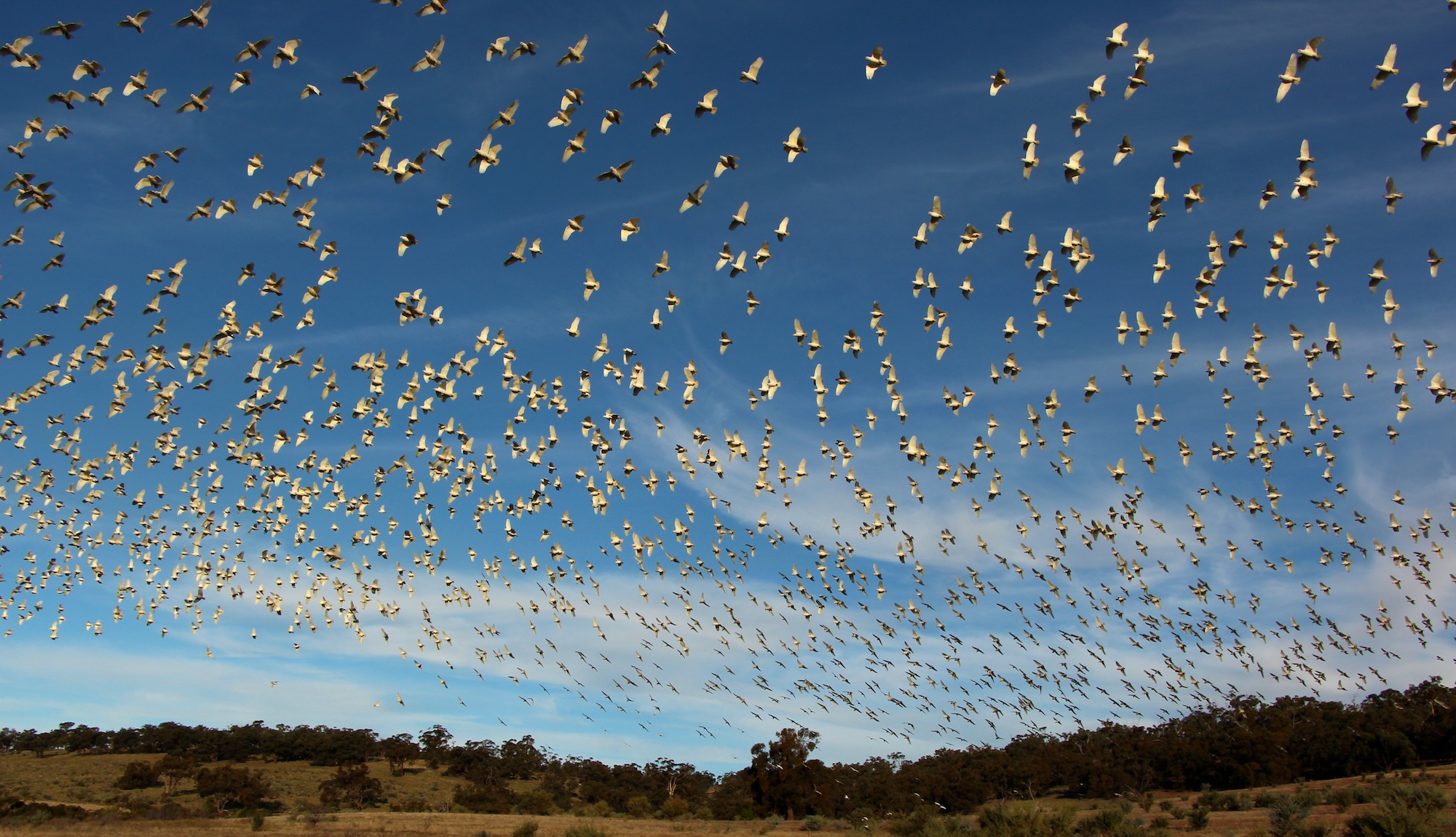 “Birds - Poetry in the Sky” - 10,000 Birds “Birds - Poetry in the Sky” - 10,000 Birds