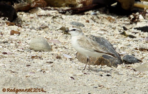 White-fronted Plover - 10,000 Birds