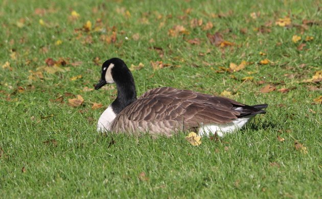 Old World waterfowl… and other waterfowl in the Old World - 10,000 Birds