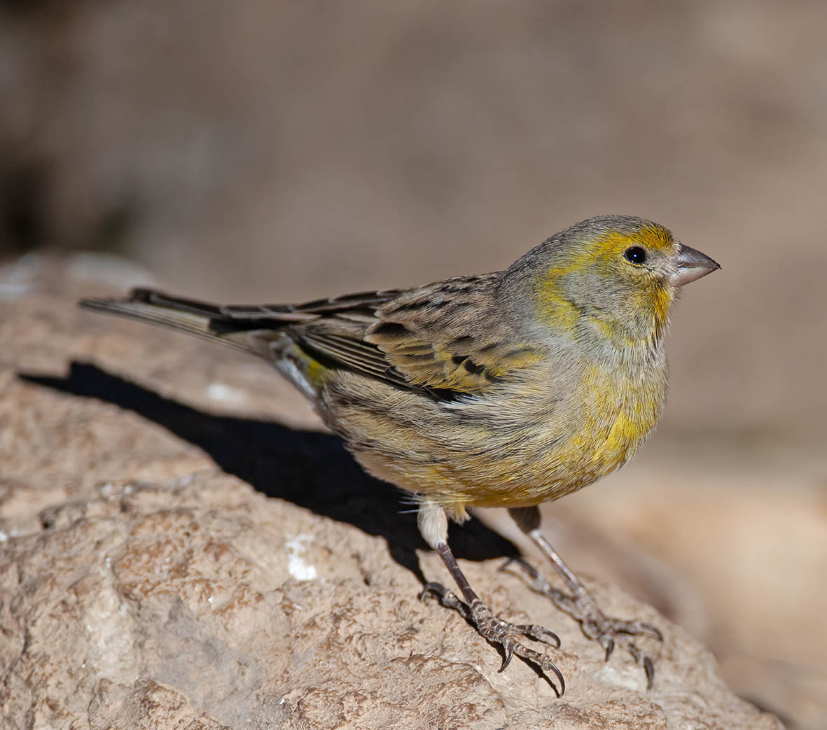 Islands in the Sun - 10,000 Birds