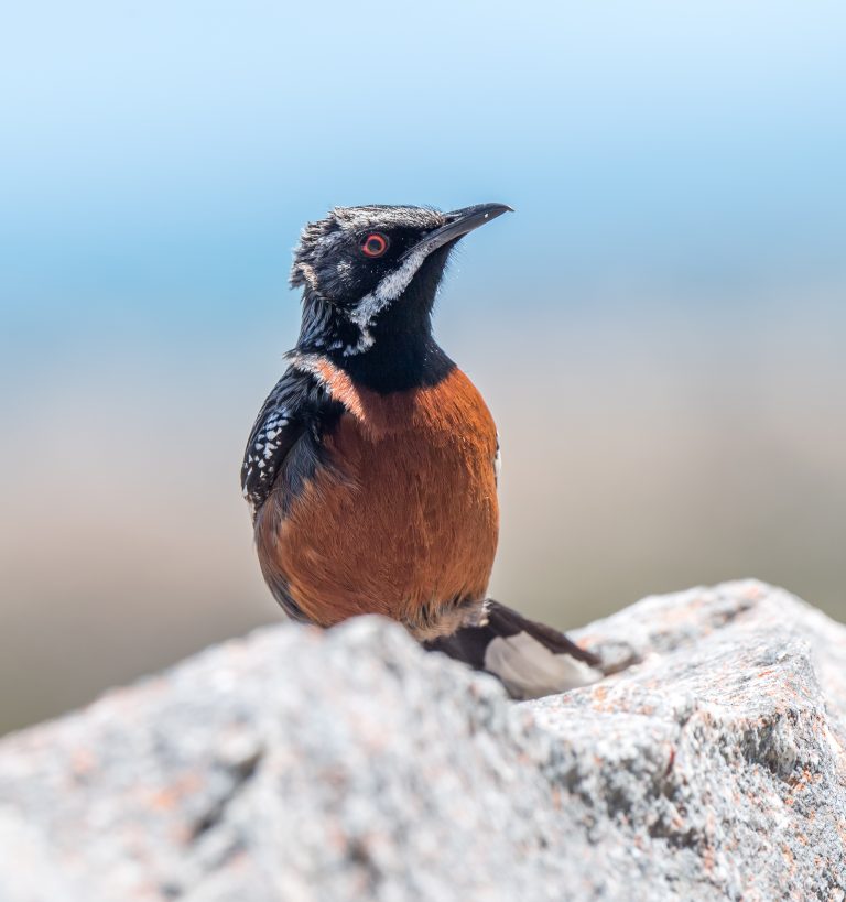 Birding Cape Town - 10,000 Birds