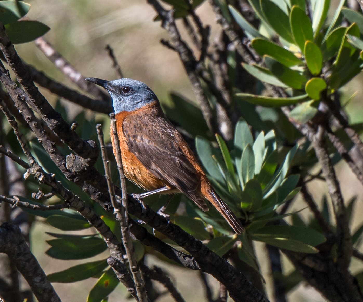 Birding the Drakensberg, South Africa - 10,000 Birds