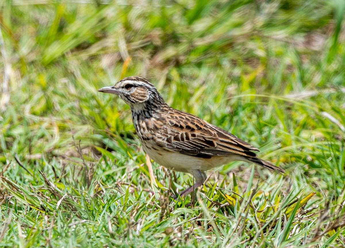 Birding Hluhluwe, South Africa - 10,000 Birds